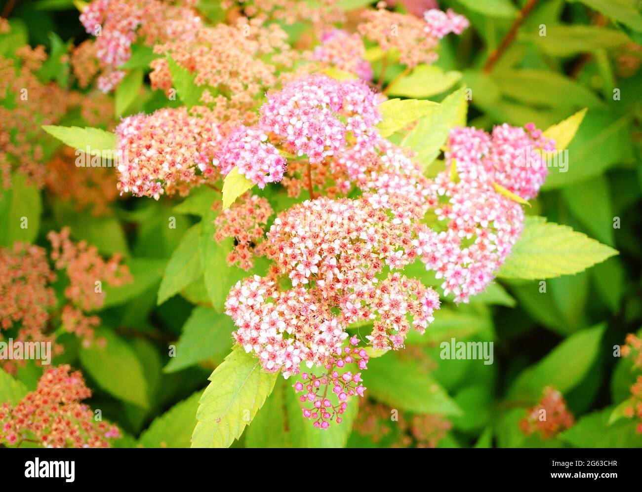 Beautiful Japanese spiraea flowers in the garden Stock Photo - Alamy