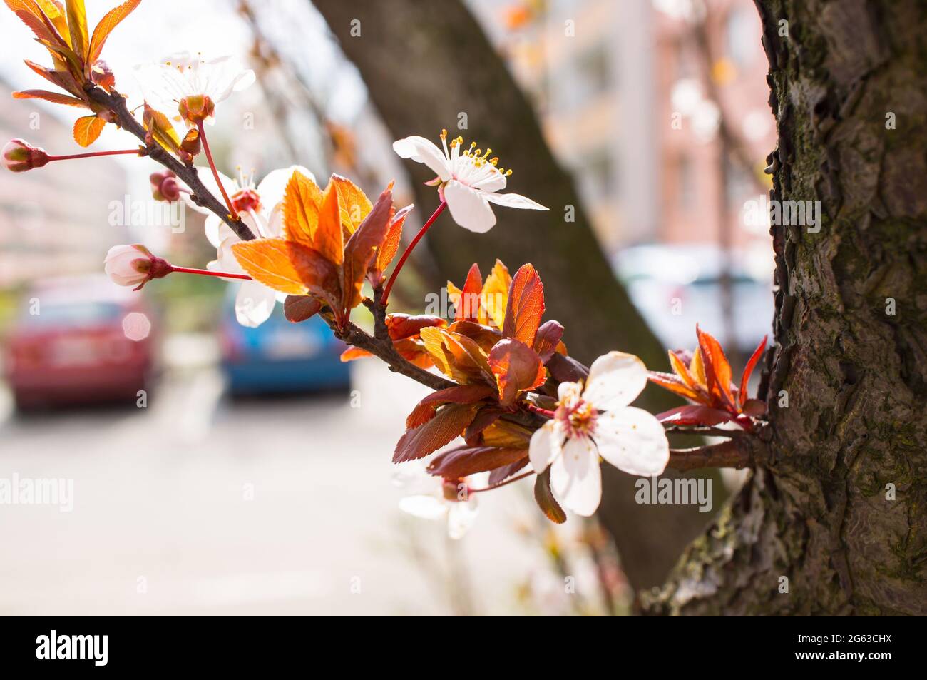 Closeup of white prunus tree flowers during spring season Stock Photo ...