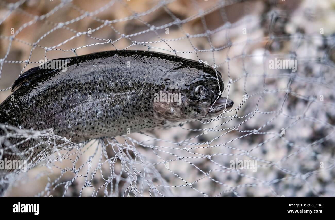 Spotted trout fish captured in net Stock Photo - Alamy