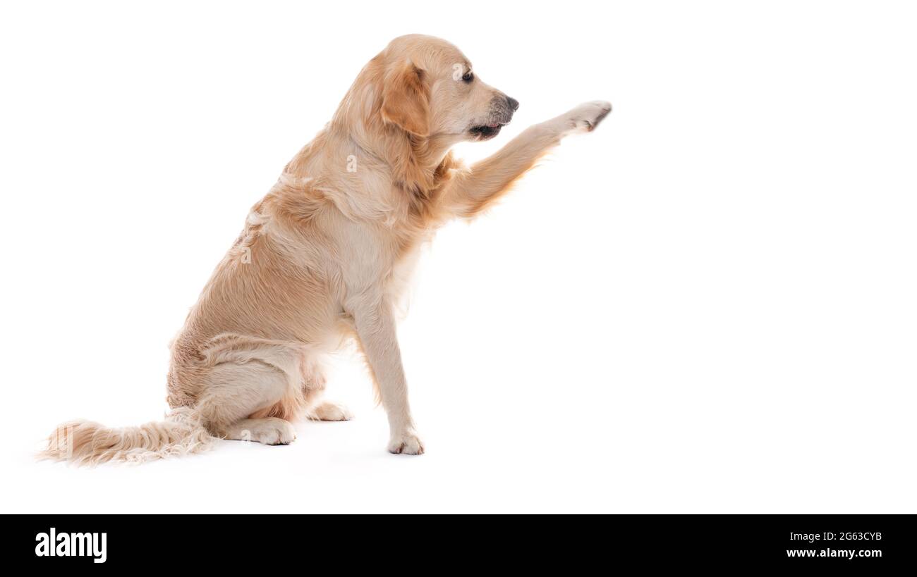 Golden retriever paw on white hi-res stock photography and images - Alamy