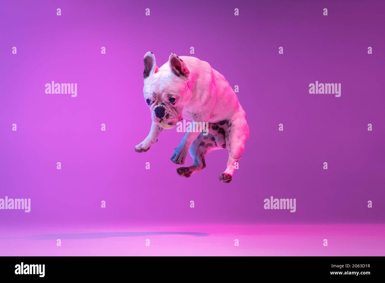 Portrait of purebred dog bulldog jumping isolated over studio ...