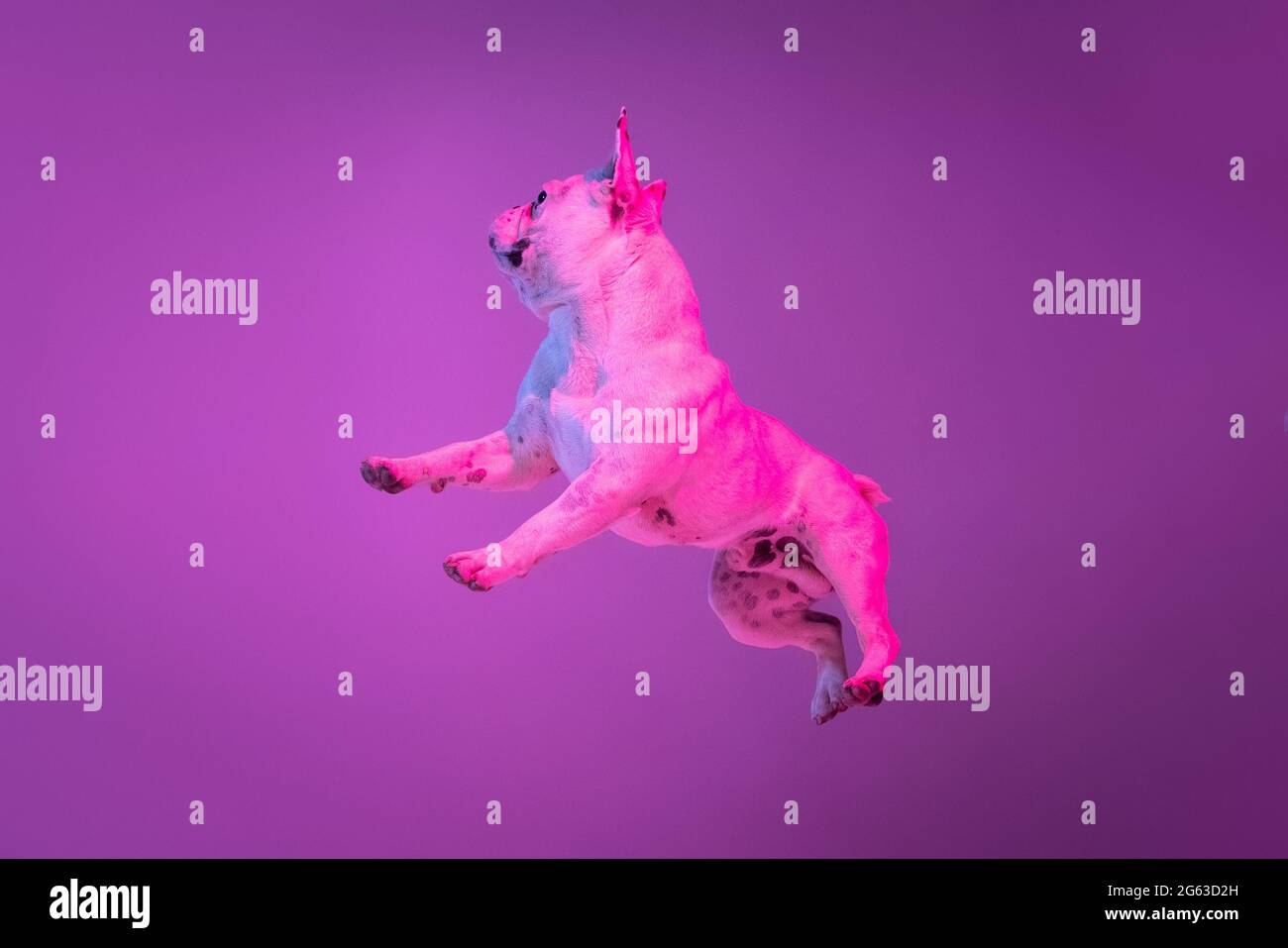Portrait of purebred dog bulldog jumping isolated over studio ...