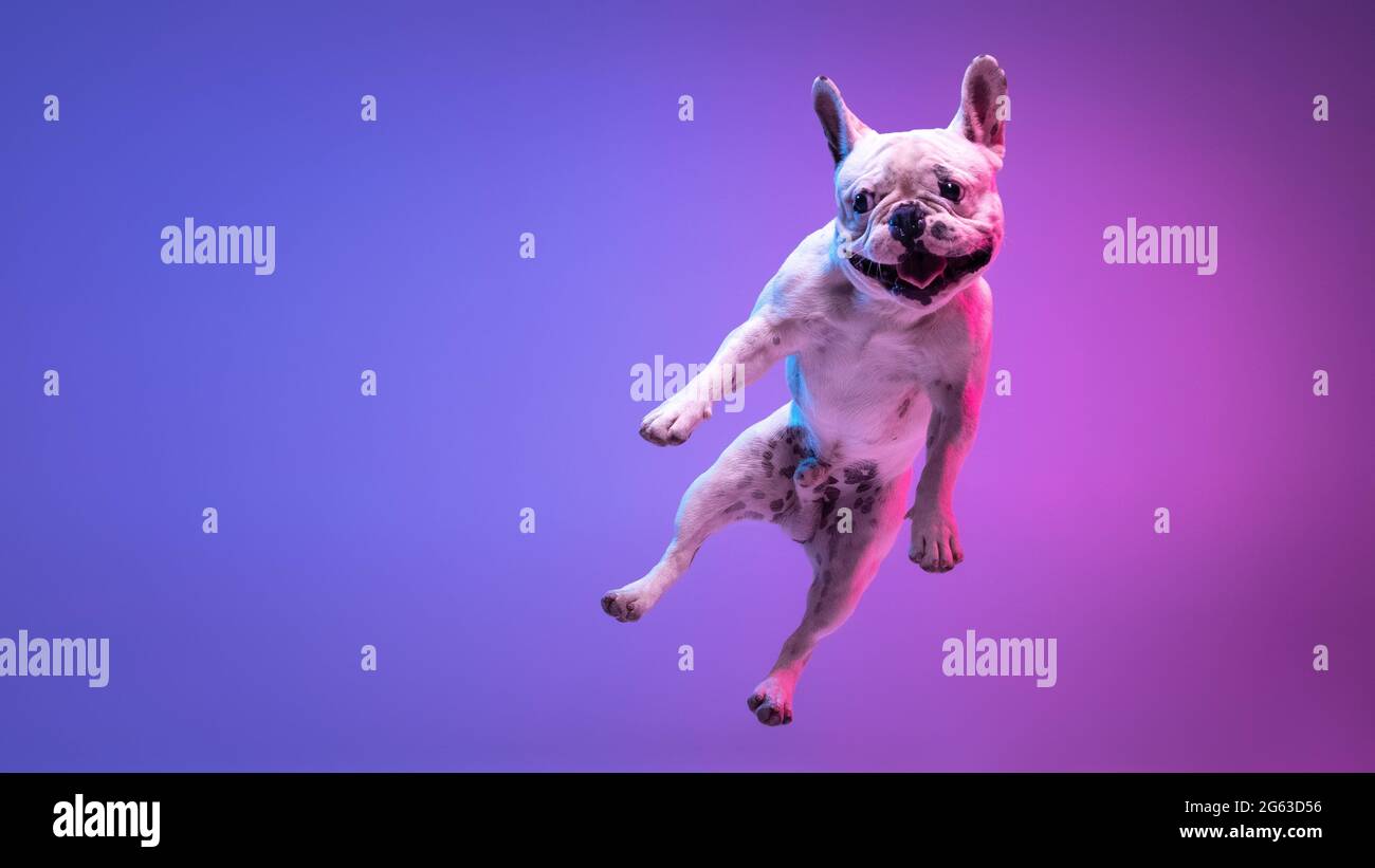 Portrait of purebred dog bulldog jumping isolated over studio ...