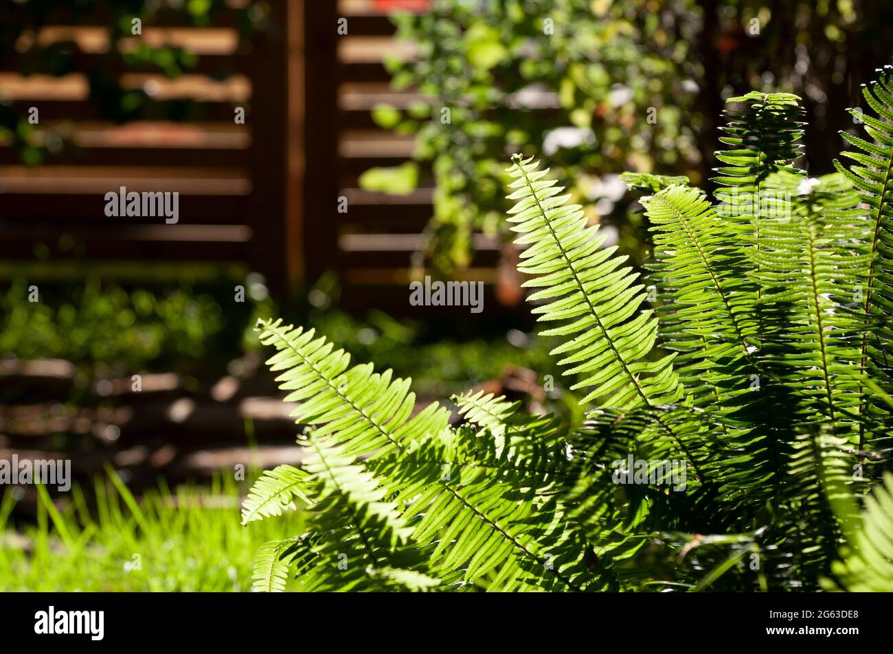 Fern straw hi-res stock photography and images - Alamy