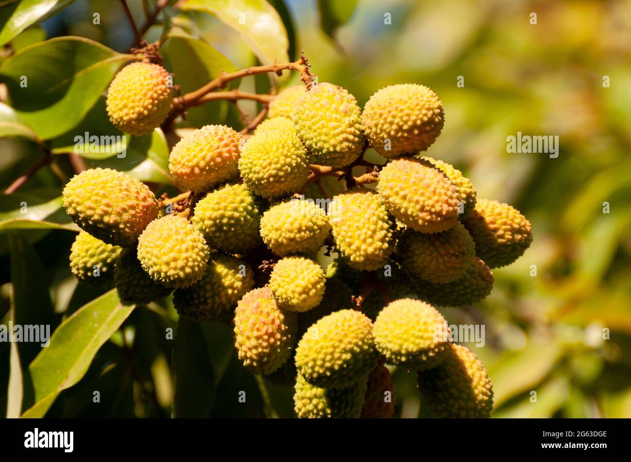 Lichi tree hi-res stock photography and images - Alamy