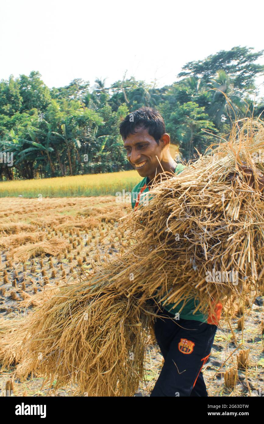 Paddy farmer bangladesh hi-res stock photography and images - Alamy