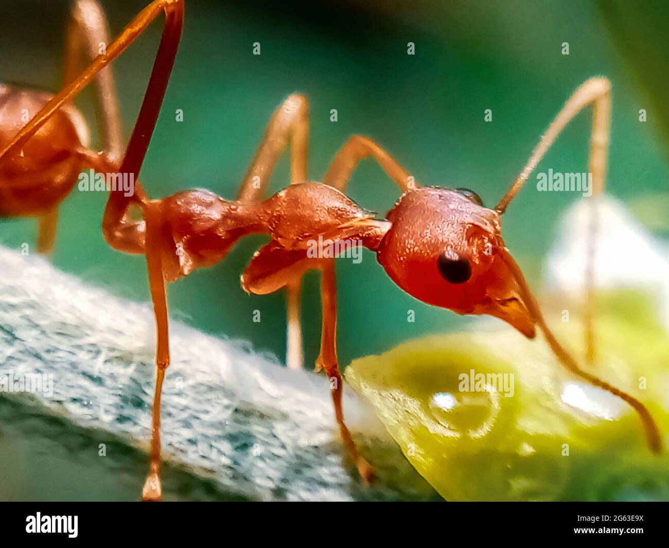 Red ant collecting sweet nectar on plant with green background. Macro ...