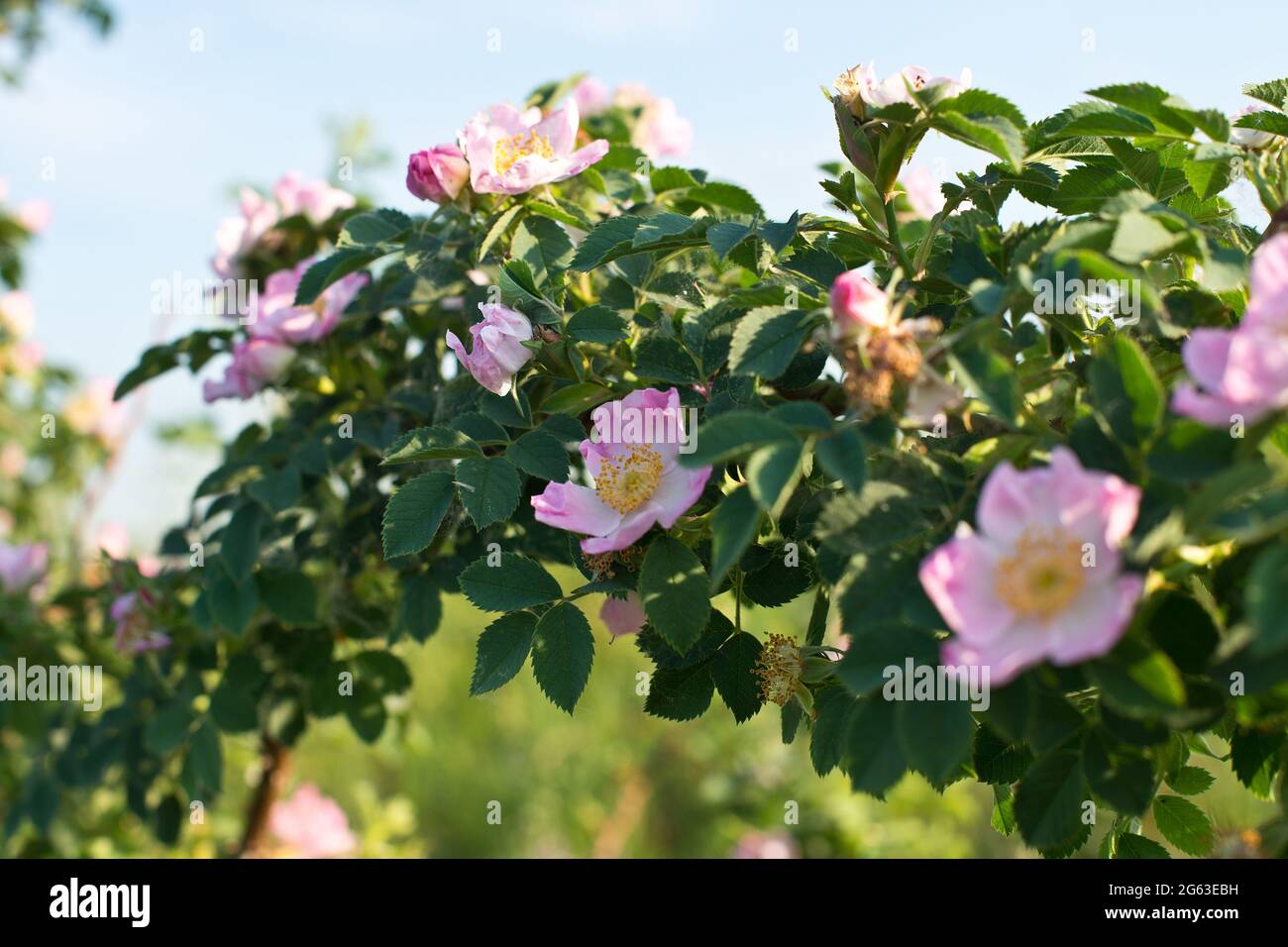 Detail of the wild roses Stock Photo - Alamy