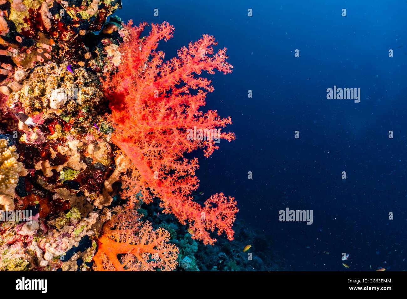 Coral reef and water plants in the Red Sea, Eilat Israel Stock Photo ...