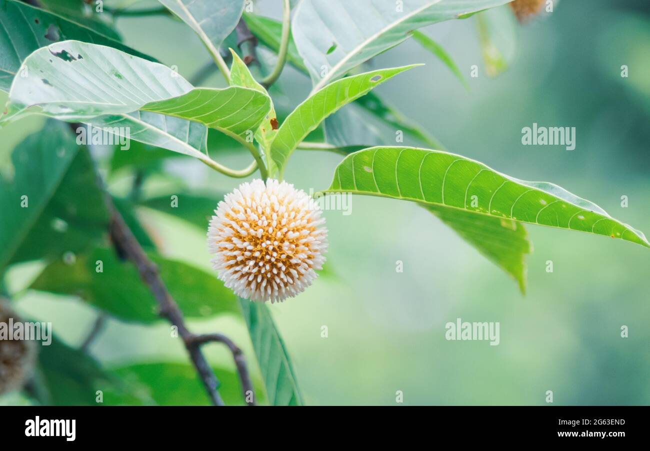 The first step of the monsoon is flowering. Burflower (Neolamarckia ...