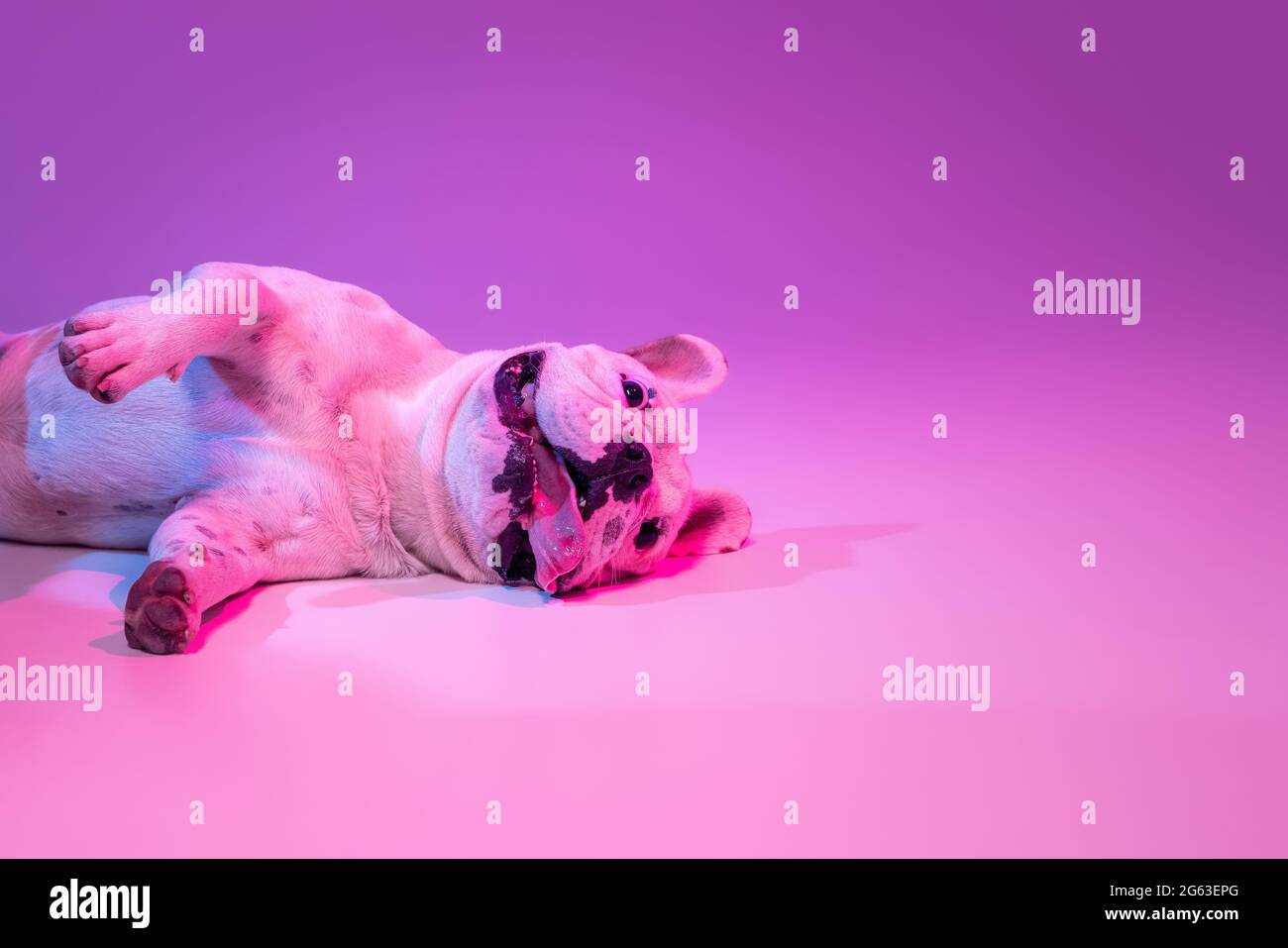 Portrait of cute purebred dog bulldog lying down isolated over studio ...