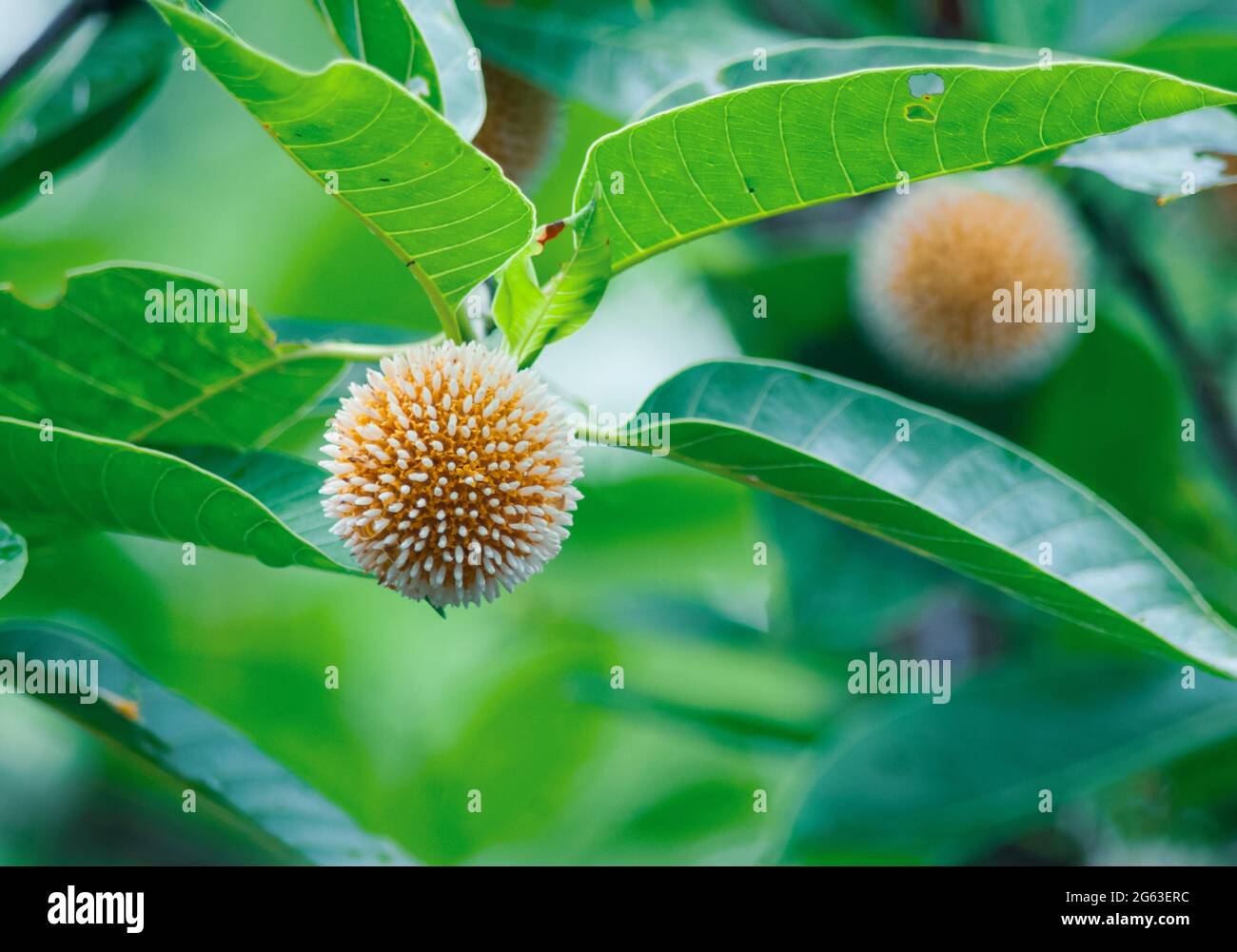 The first step of the monsoon is flowering. Burflower (Neolamarckia ...