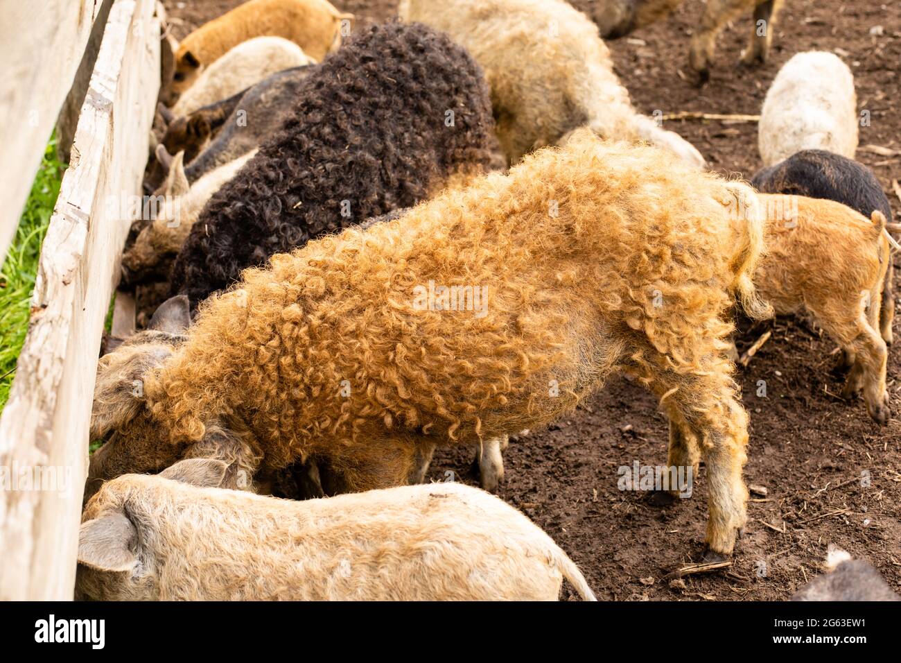 Contact zoo with cute mangalica curly pigs Stock Photo - Alamy