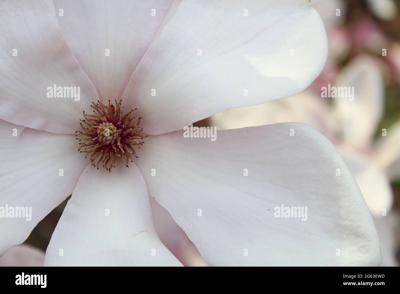 Light pink Magnolia flower Stock Photo - Alamy