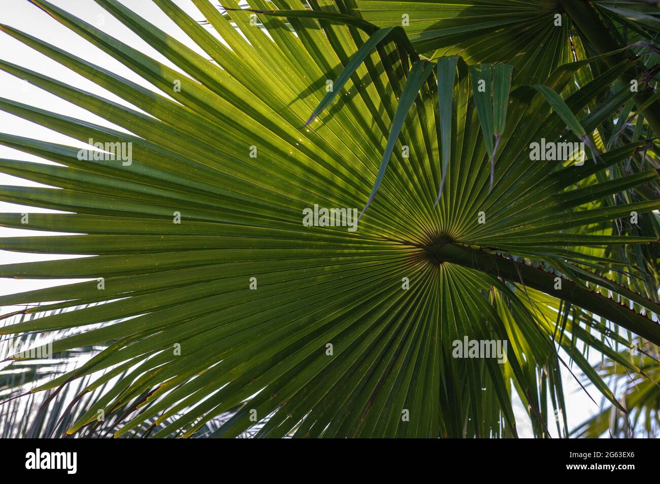 The underside of date palm fronds Stock Photo - Alamy