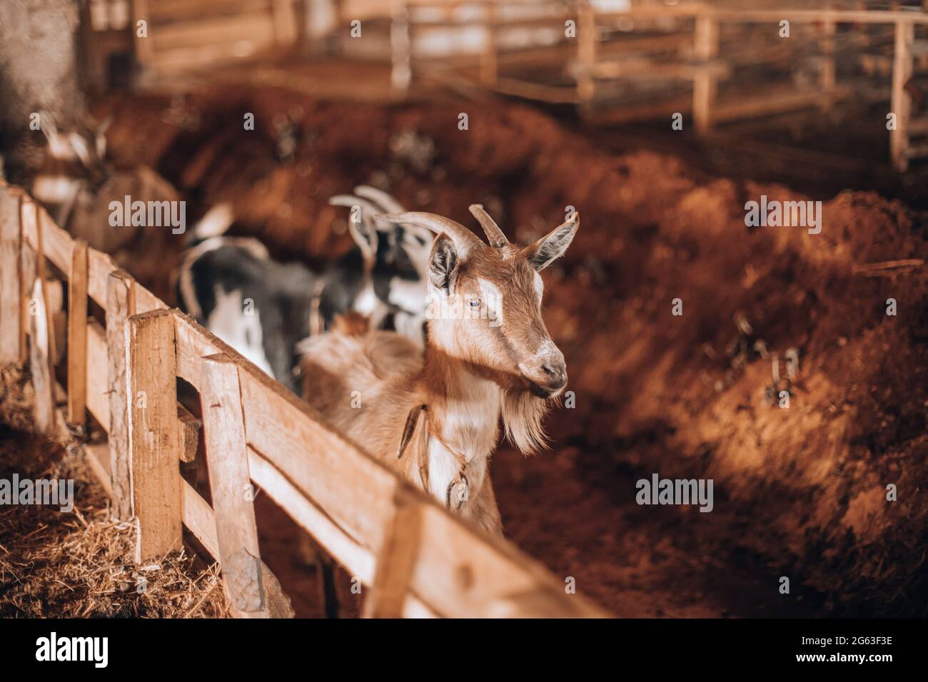 Black and white goat in stall barn Stock Photo - Alamy