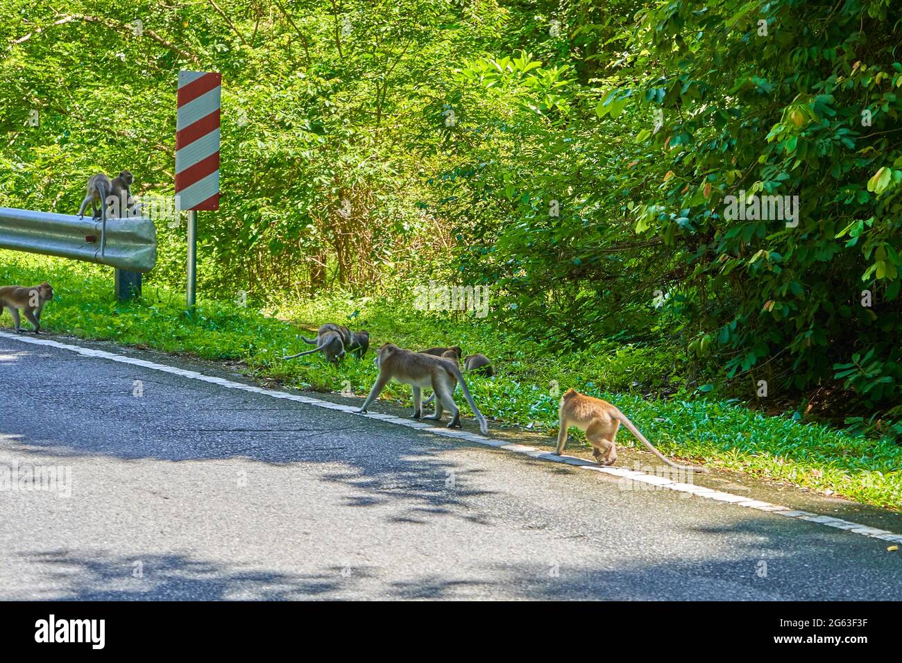 A herd of wild monkeys are sitting on the side of the road Stock Photo ...