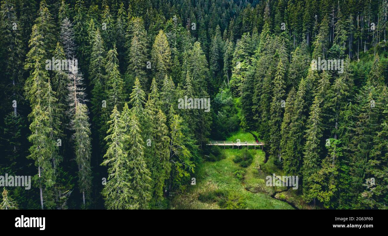 Pine trees in National Nature Park Synevir, view from above Stock Photo ...
