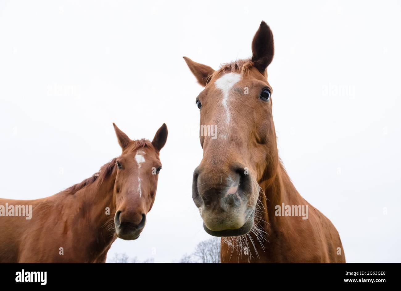 Horses side view hi-res stock photography and images - Alamy