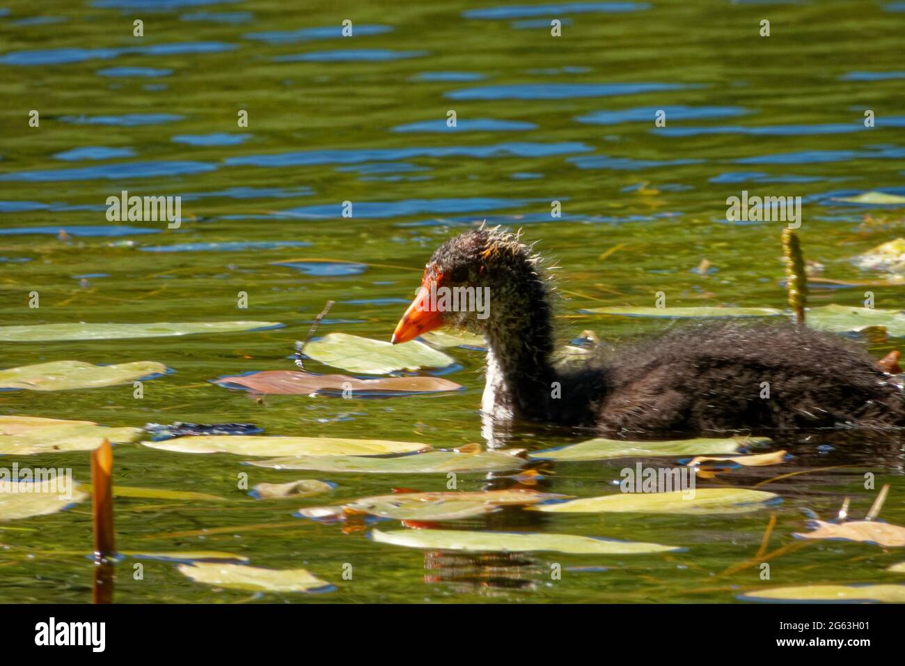 A juvenile Eurasian coot (Fulica atra) swimming in a freshwater pond in ...