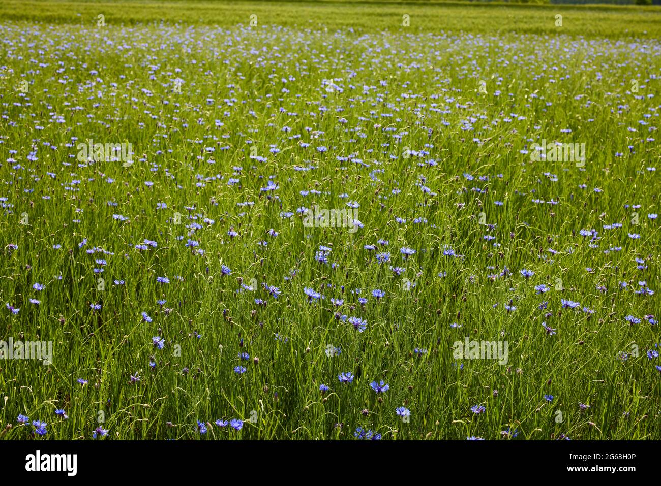 rural landscape with a field of flowers in spring Stock Photo - Alamy