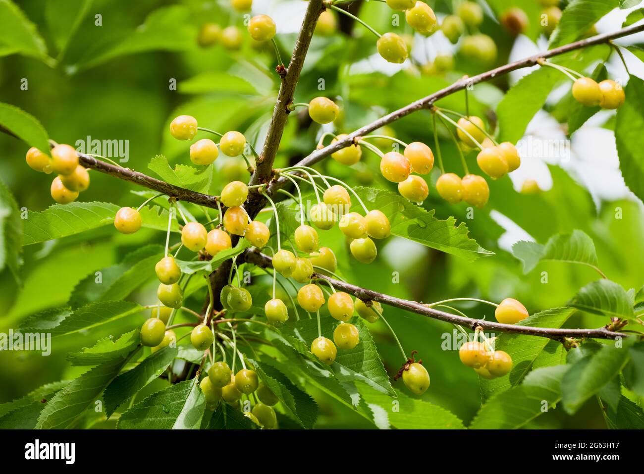 green cherries on a branch on a blurred background Stock Photo - Alamy