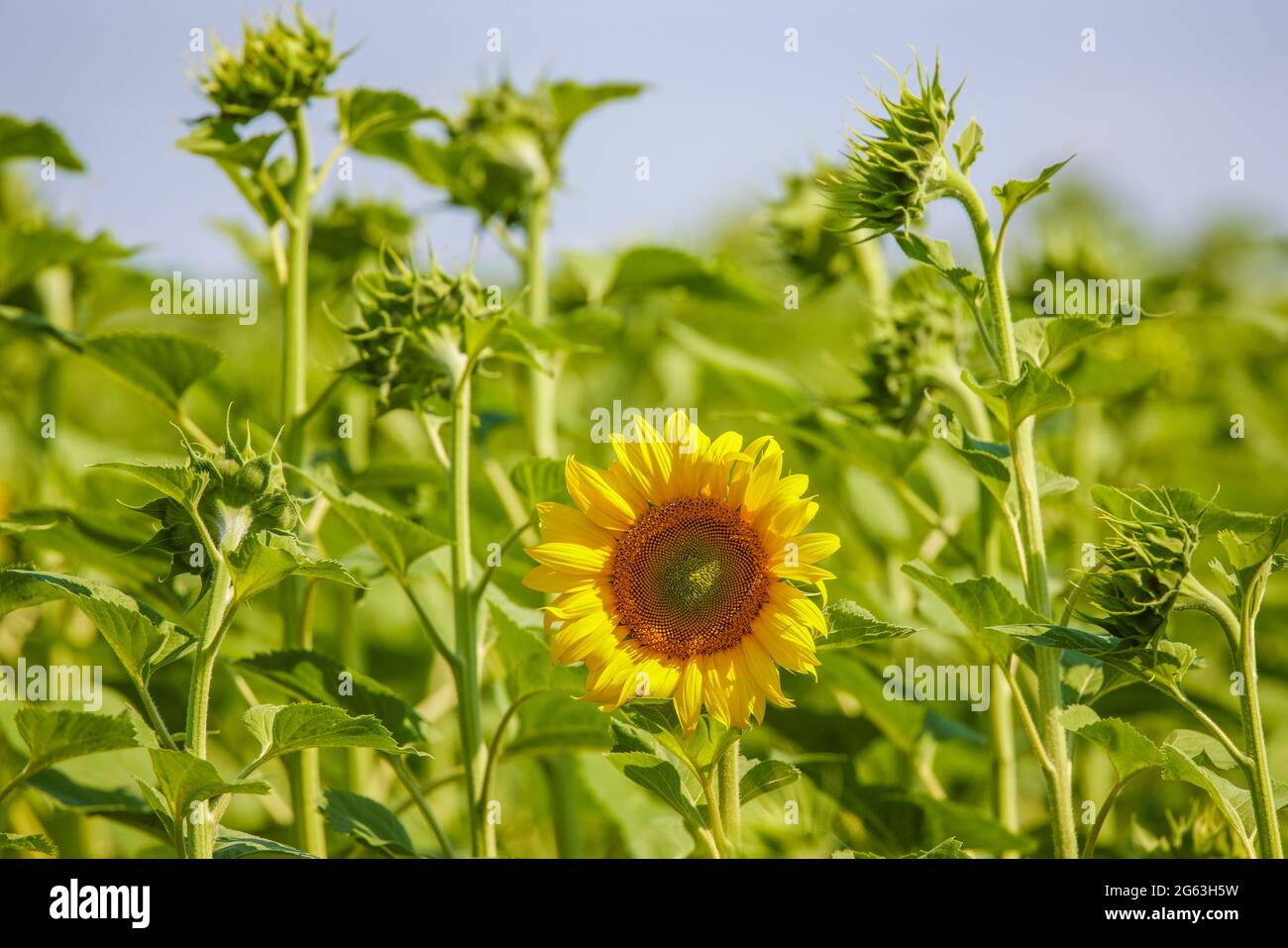 a flowering sunflower, isolated among others still green Stock Photo ...