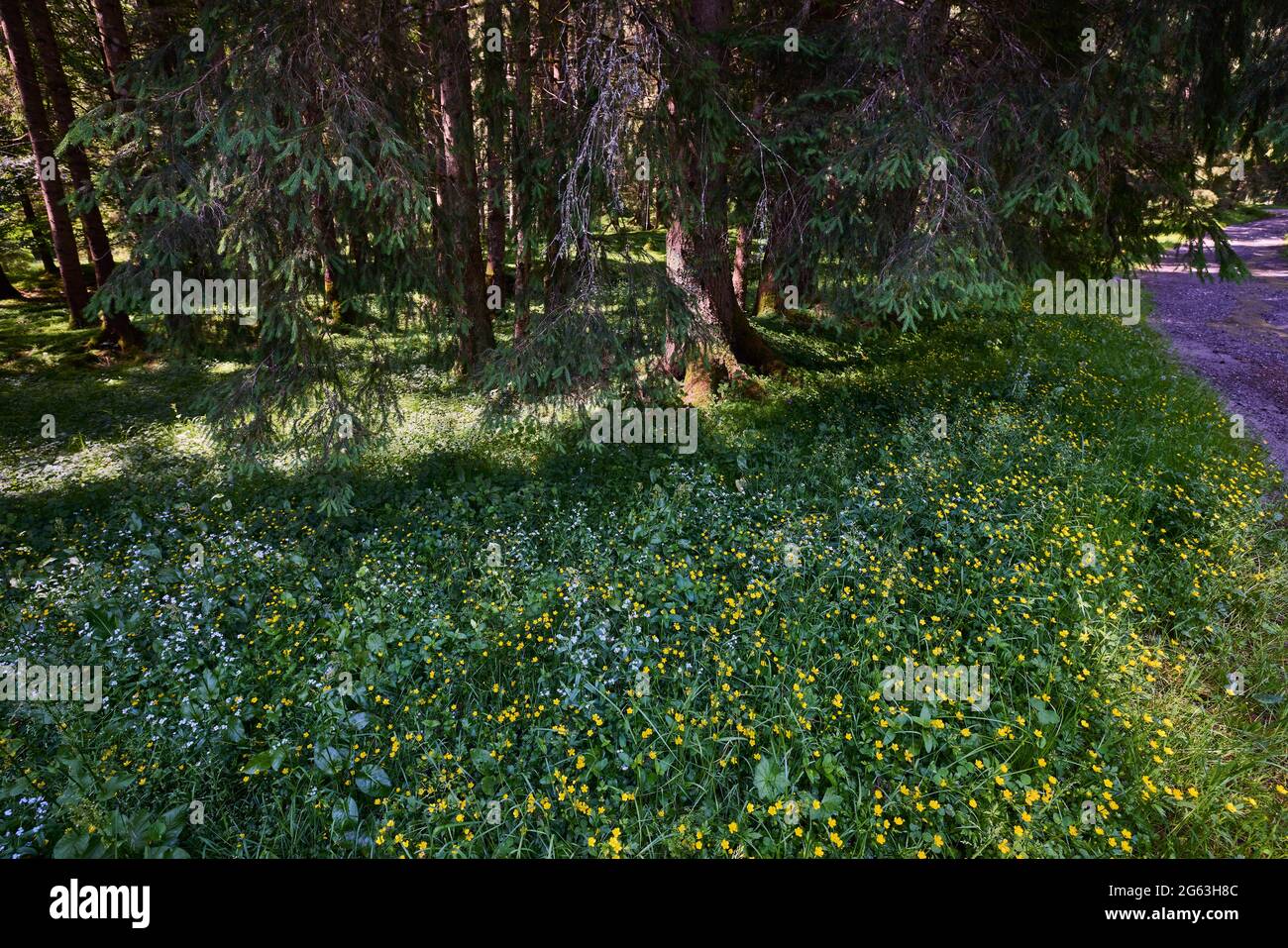 landscape with a dense forest with lots of green vegetation Stock Photo ...
