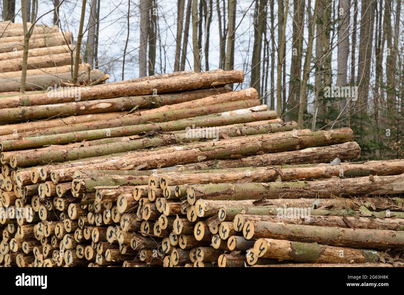 Logging of trees hi-res stock photography and images - Alamy
