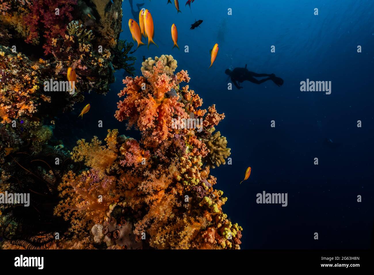 Coral reef and water plants in the Red Sea, Eilat Israel Stock Photo ...