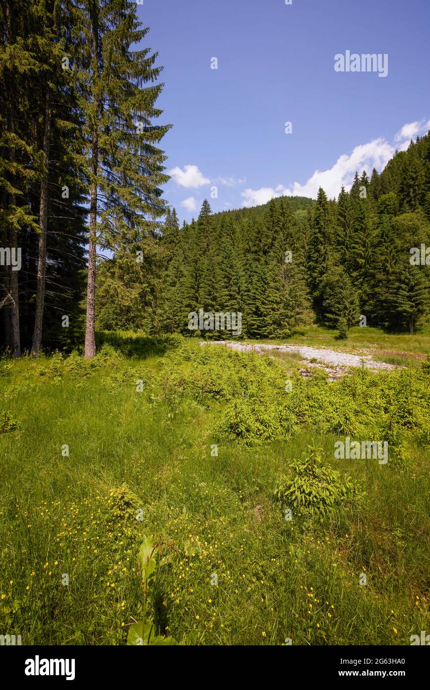Beautiful mountain landscape with green forest and a river Stock Photo ...