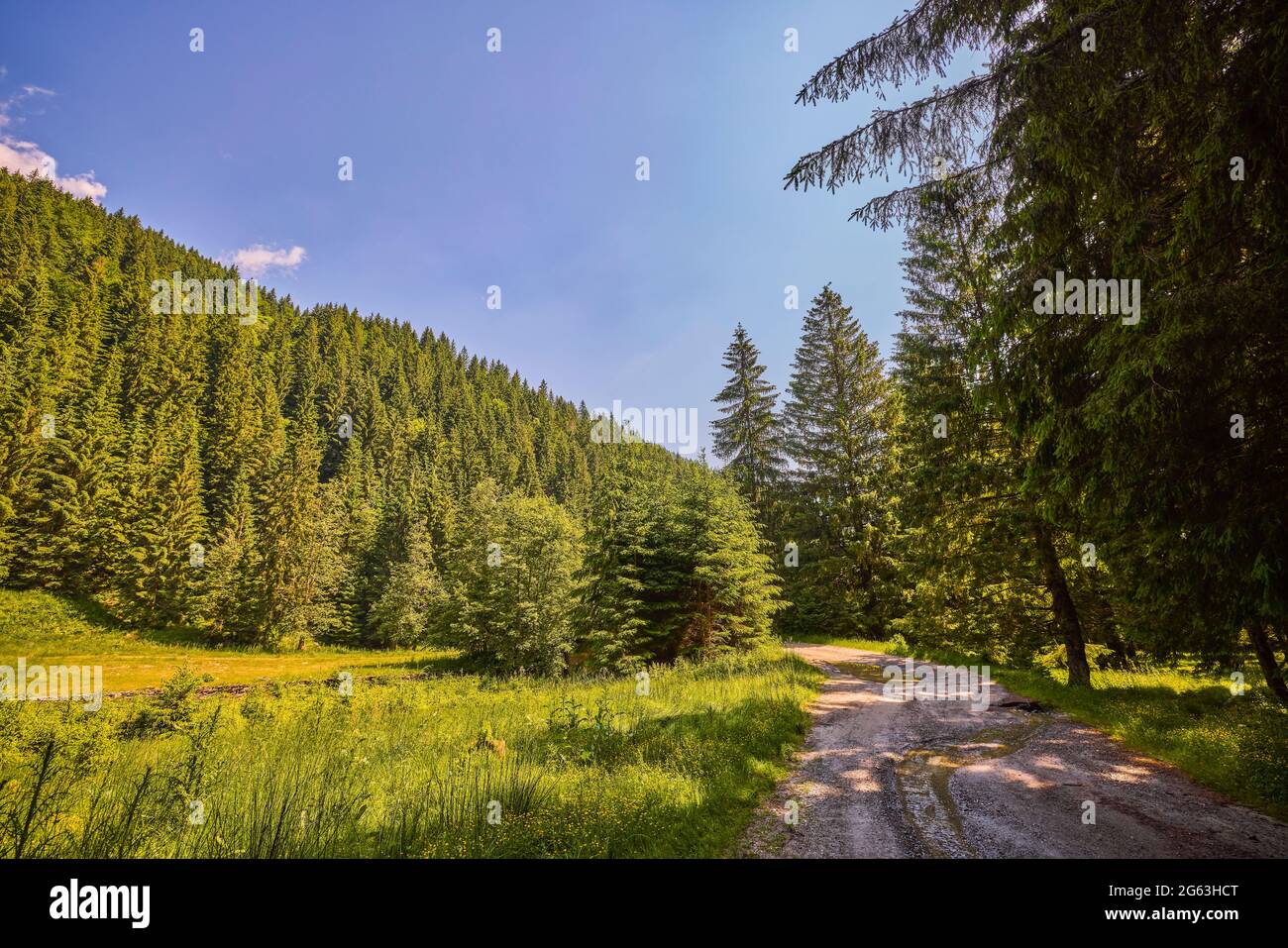 Beautiful mountain landscape with green forest and a river Stock Photo ...