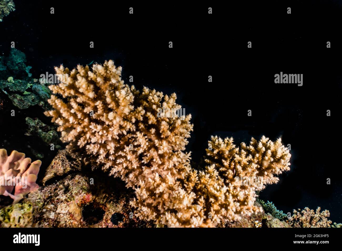 Red sea ecosystem hi-res stock photography and images - Alamy