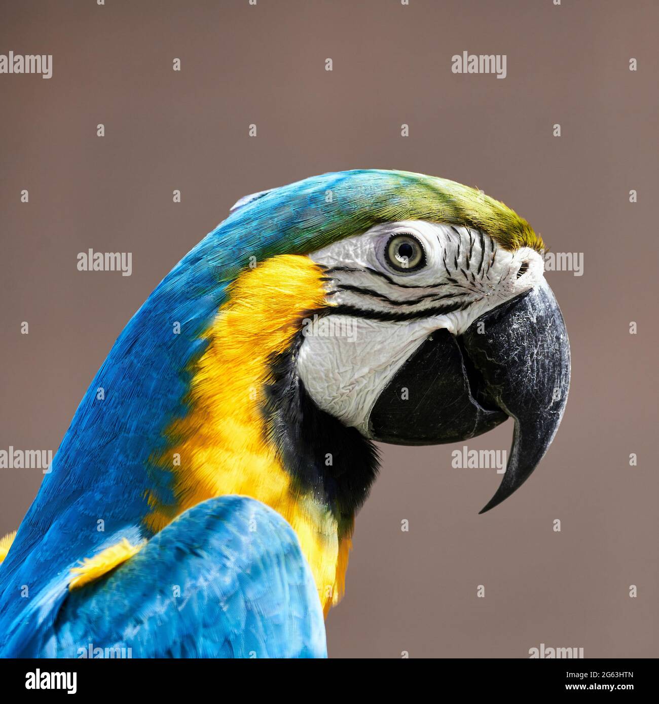 Lateral cropped portrait of macaw isolated against monochrome ...