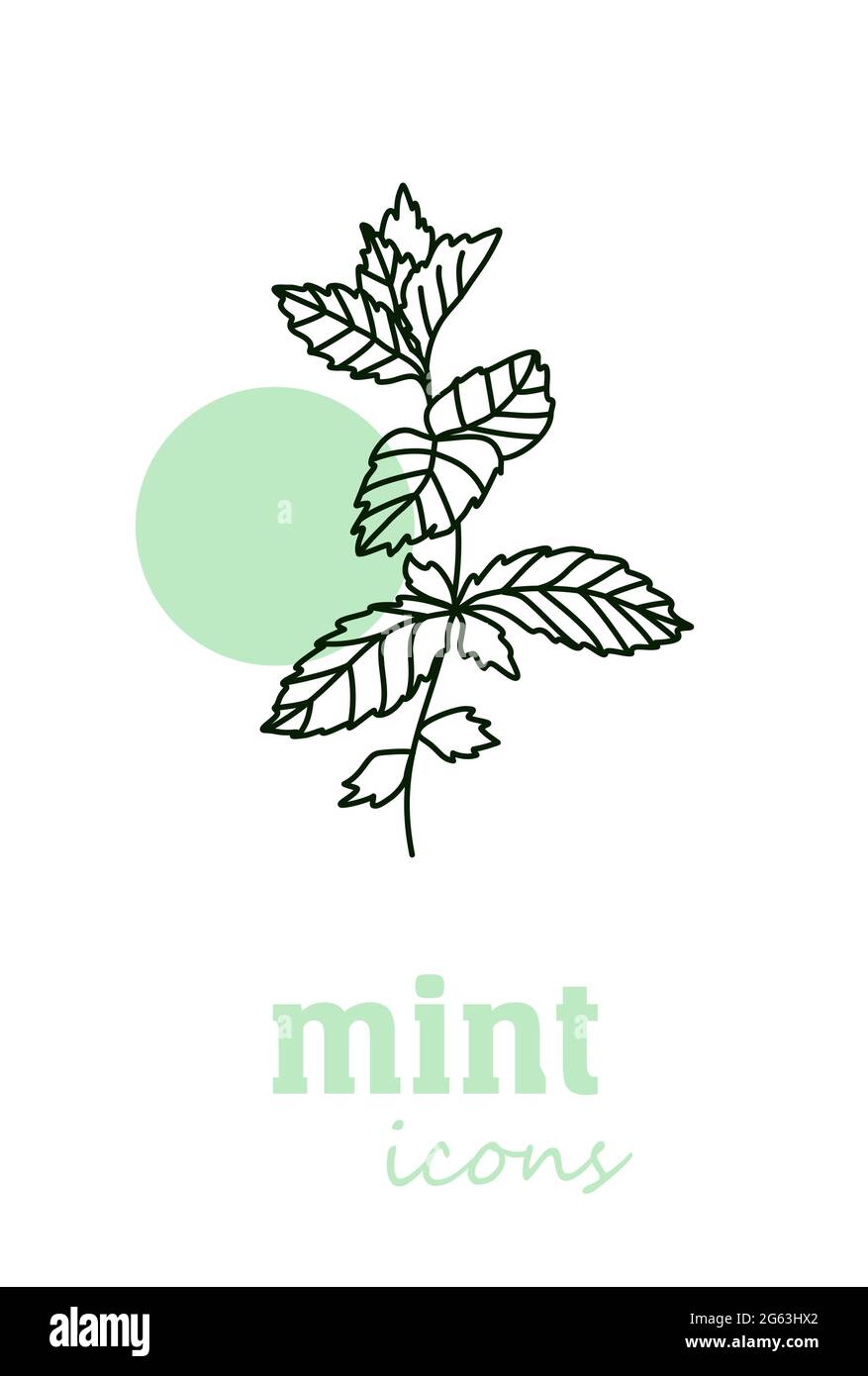 Mint vector icon. Vegetable green leaves. Greenery. Culinary herb spice ...