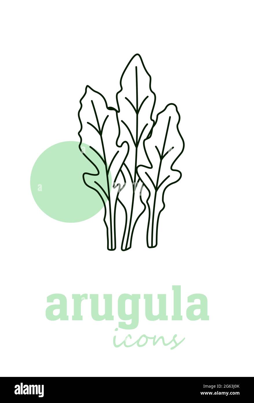 Arugula vector icon. Vegetable green leaves. Greenery. Culinary herb ...