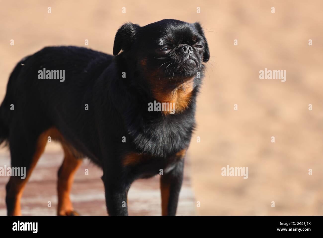 small dog of the smooth-haired Griffon breed. small brabancon in nature ...