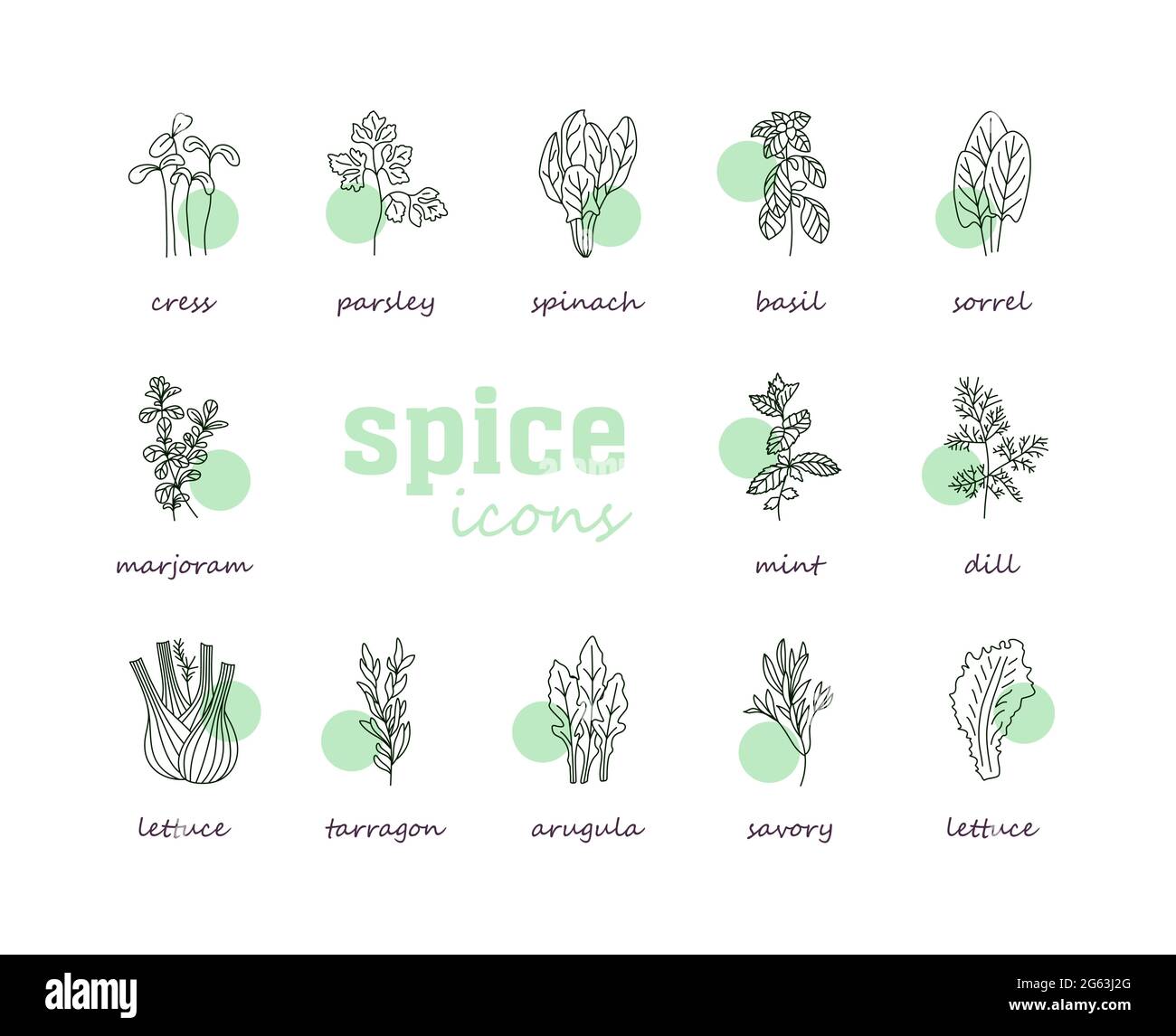 Greenery vector icon. Vegetable green leaves. Culinary herb spice for ...