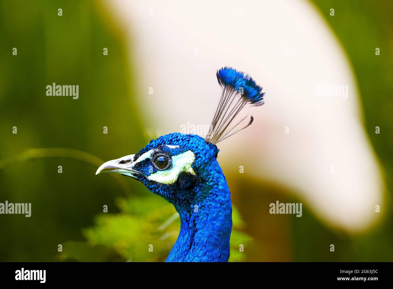 Side portrait of bright blue peacock, Pavo cristatus, isolated against ...