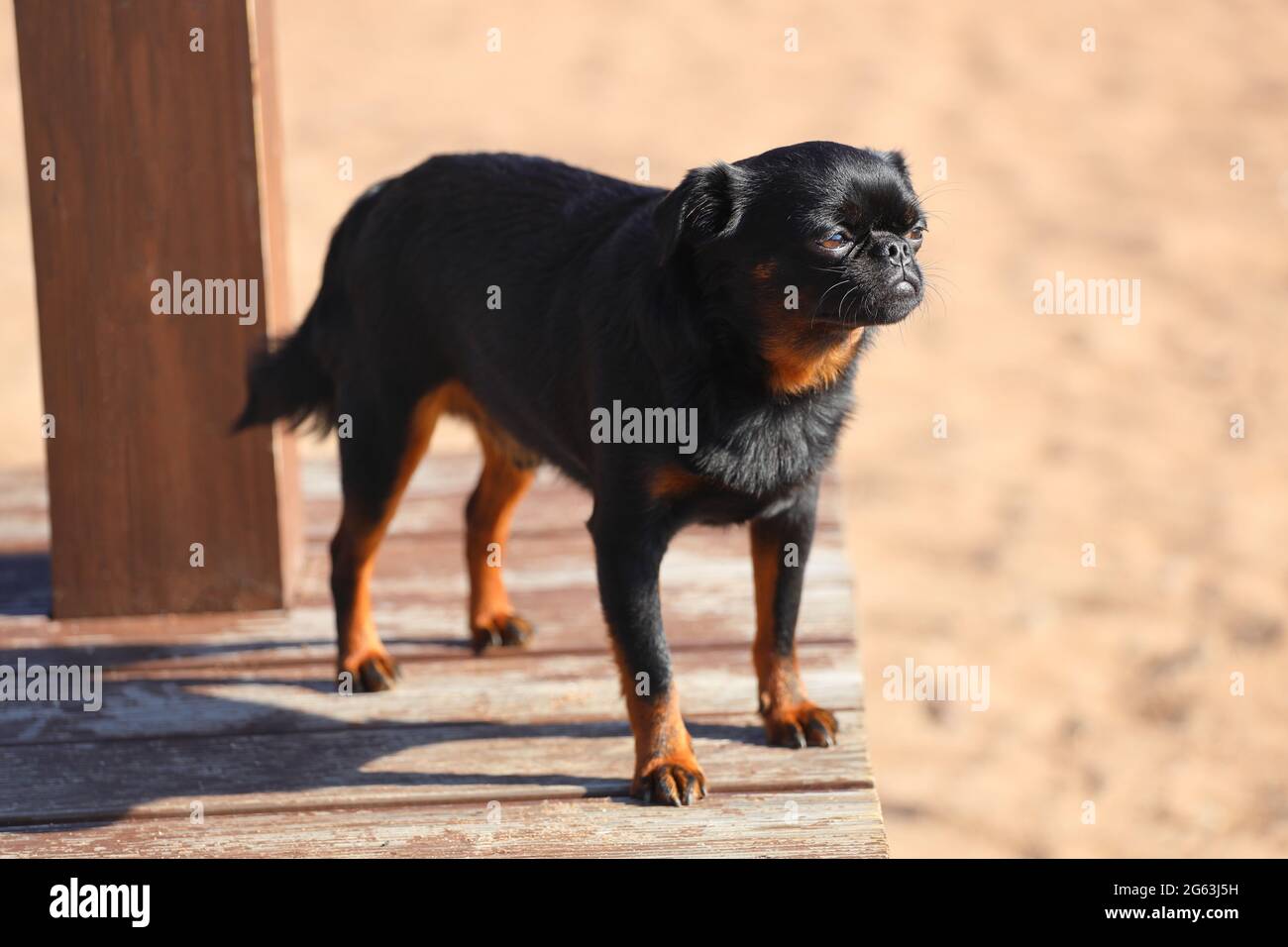 Smooth griffon hi-res stock photography and images - Alamy