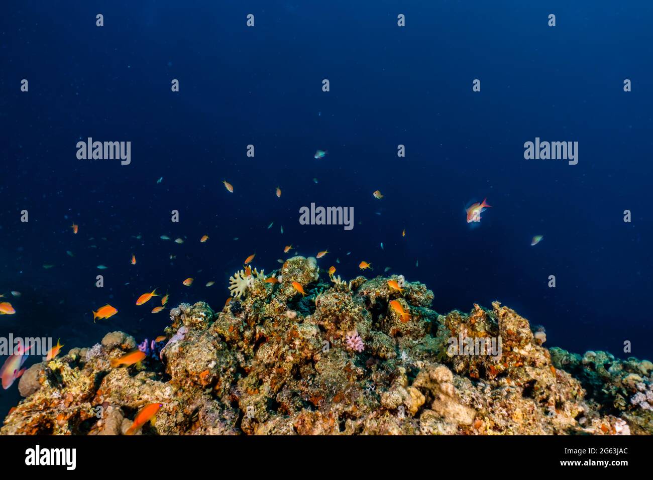 Coral reef and water plants in the Red Sea, Eilat Israel Stock Photo ...