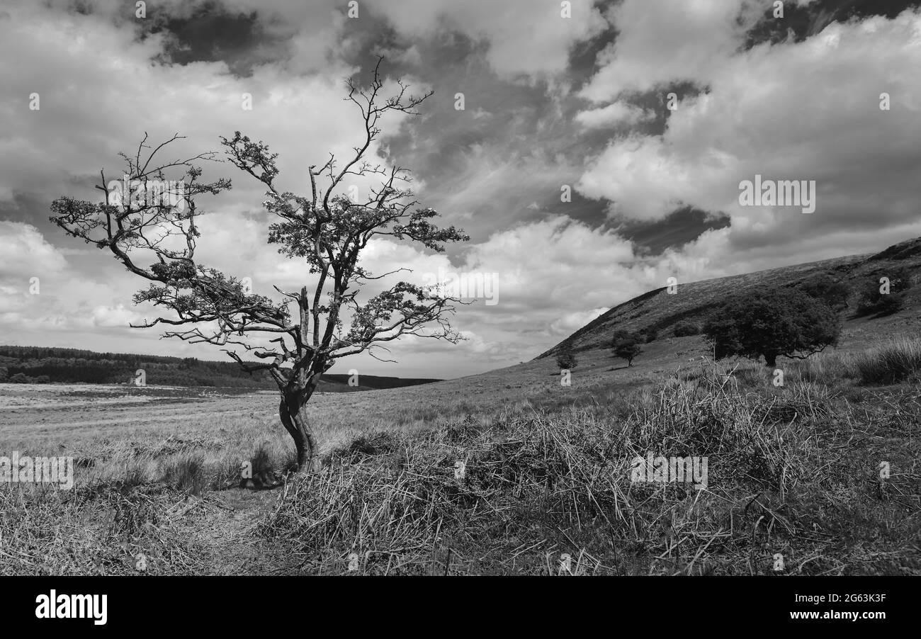Black white moors hi-res stock photography and images - Alamy