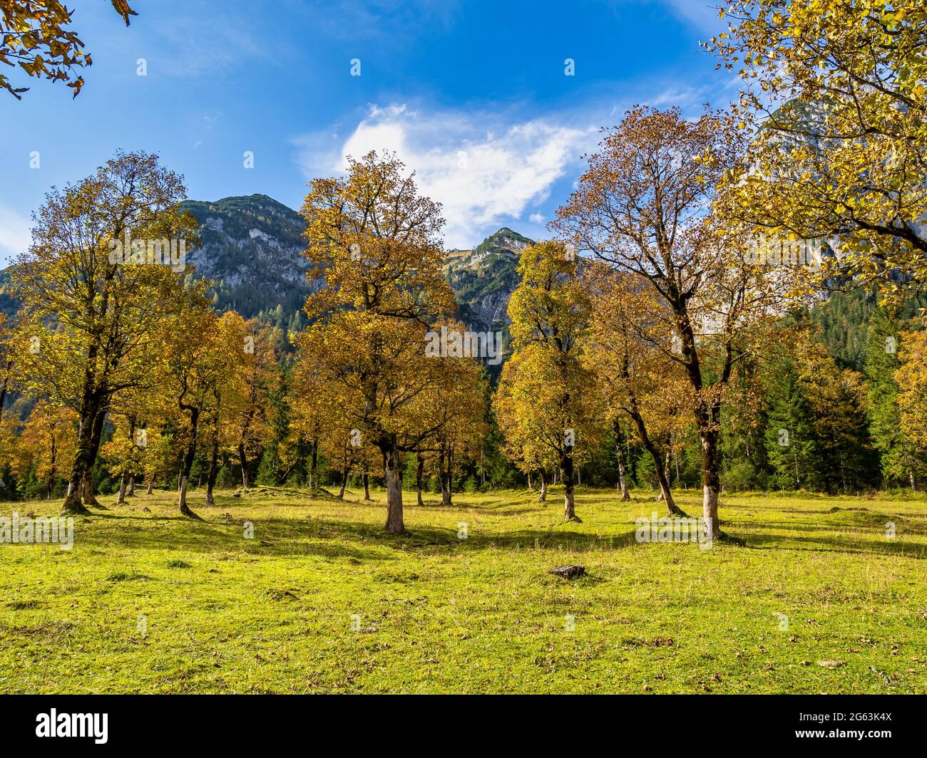 Autumn View Of The Maple Trees At Ahornboden Karwendel Mountains