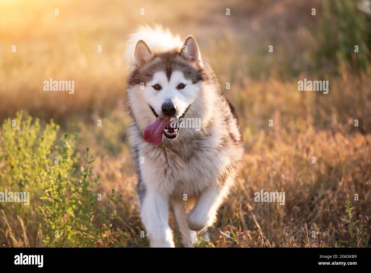 Malamute husky hi-res stock photography and images - Alamy