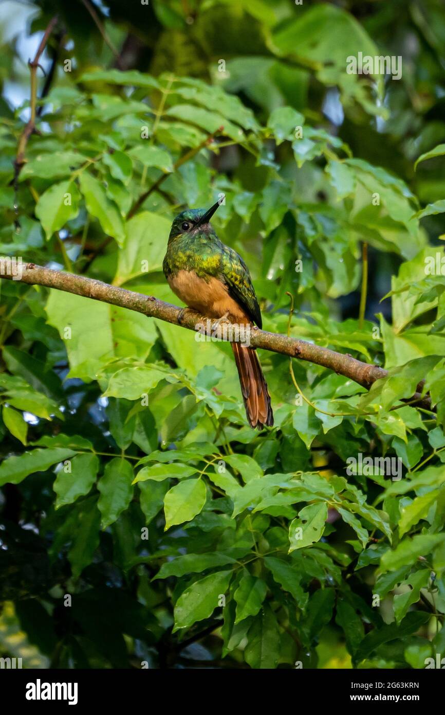 Galbula tombacea hi-res stock photography and images - Alamy
