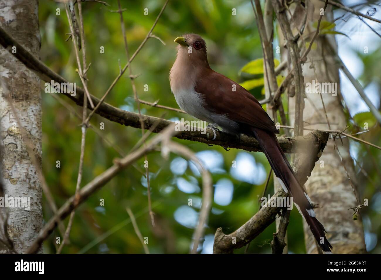 Little Cuckoo (Coccycua minuta) in the Peruvian Amazon Stock Photo - Alamy