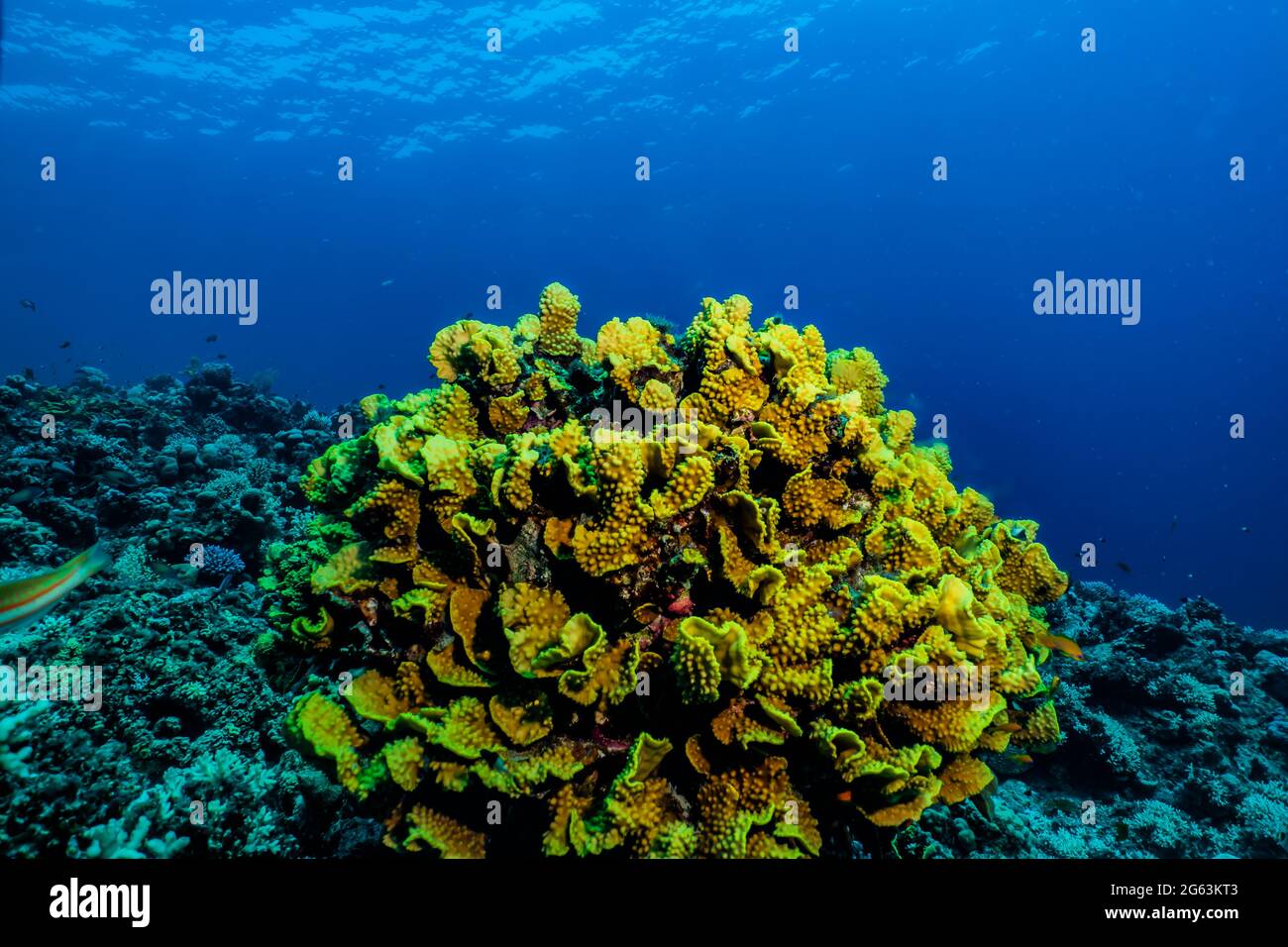 Coral reef and water plants in the Red Sea, Eilat Israel Stock Photo ...