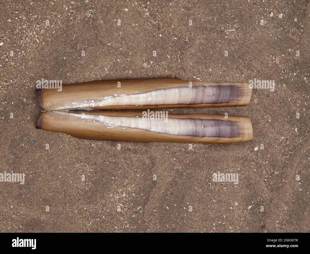 Closeup of a razor shell on a sandy beach Stock Photo - Alamy