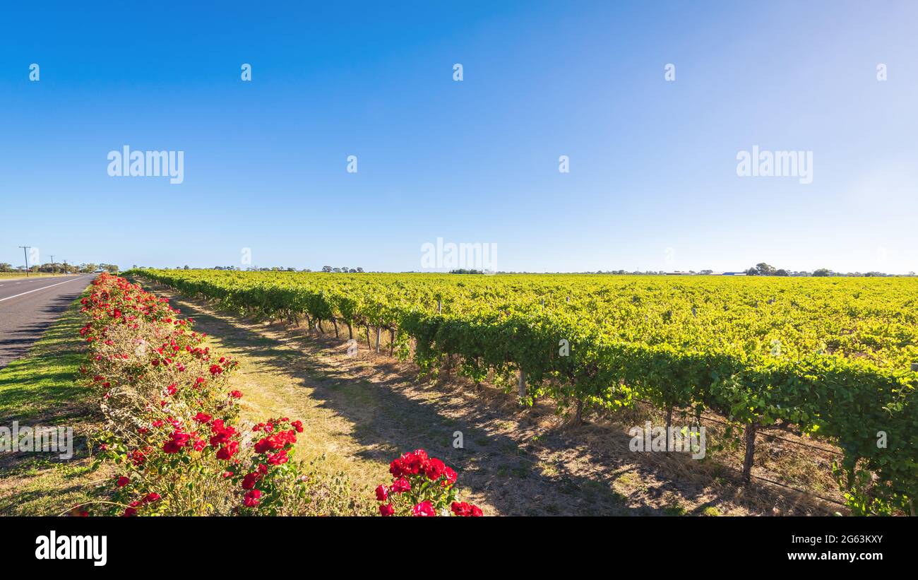 Riddoch highway hi-res stock photography and images - Alamy