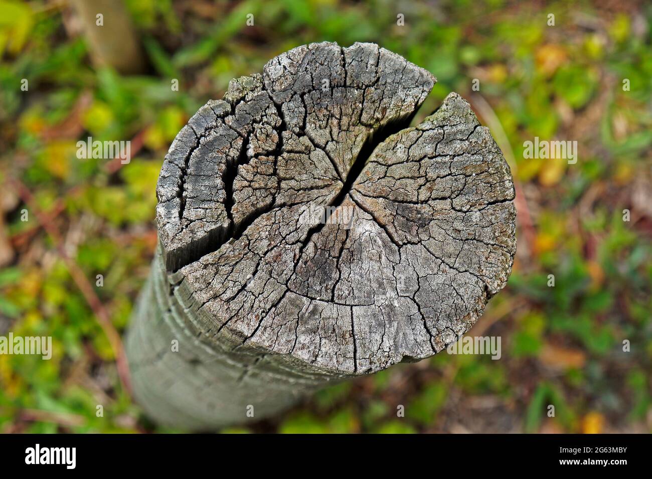 Cut tree trunk on tropical rainforest Stock Photo - Alamy